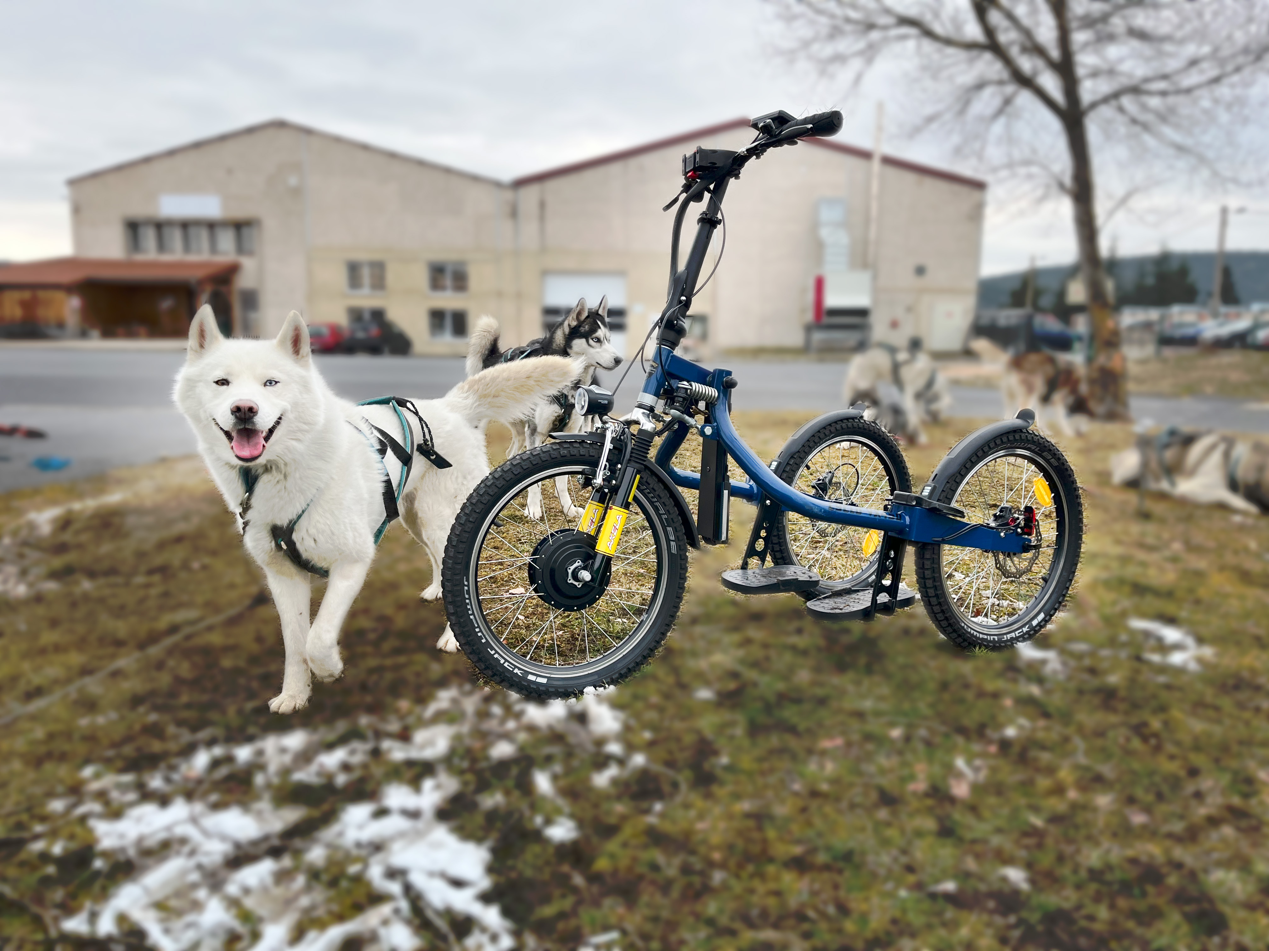 Cani-cyclo - CYCLODEBOUT